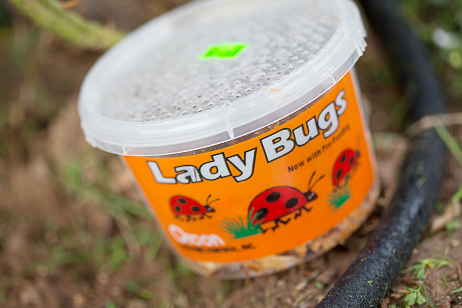 phoenix-garden-aphids-lady-bugs-113 – Diana Elizabeth Blog