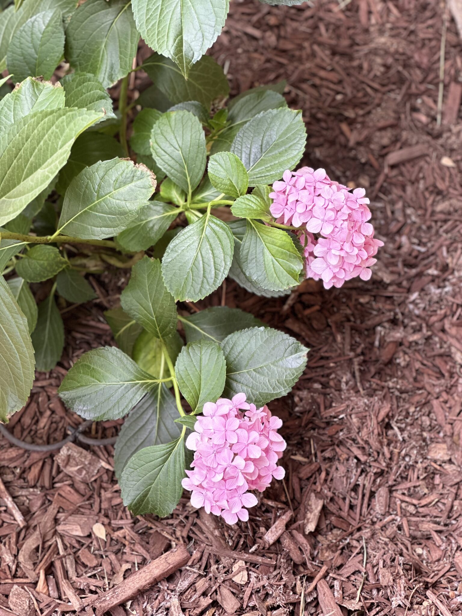 Growing hydrangeas in this heat and the last of the peaches – Diana ...